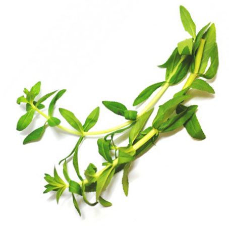 Kayang Leaves- Ngo Om (Rau Ngo) | 88 Supermarket